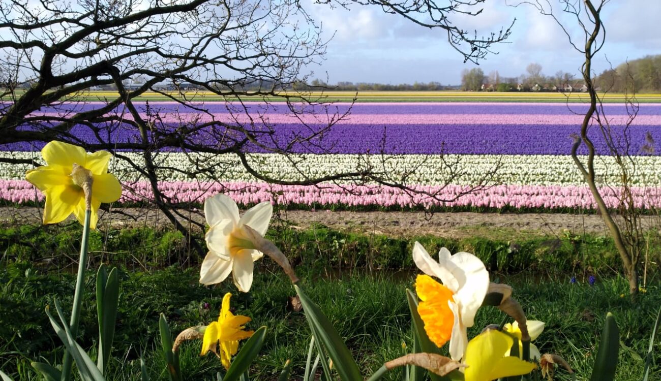 Where To See Tulips In Full Bloom In The Netherlands - KKday Blog